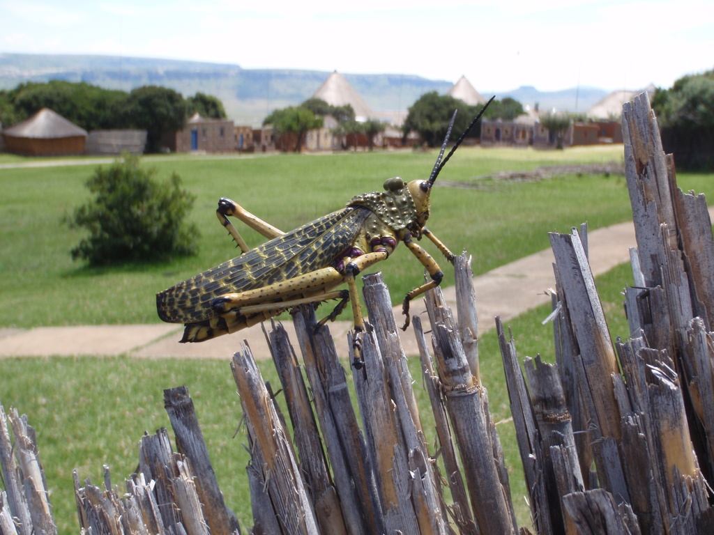 Leprous Milkweed Locust from Thabo Mofutsanyana District Municipality ...