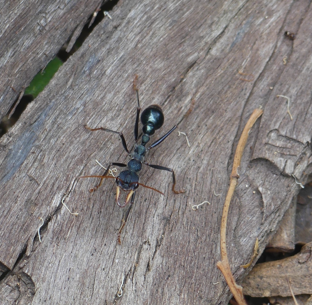Australian Jumper Ant in March 2025 by matthewlh · iNaturalist