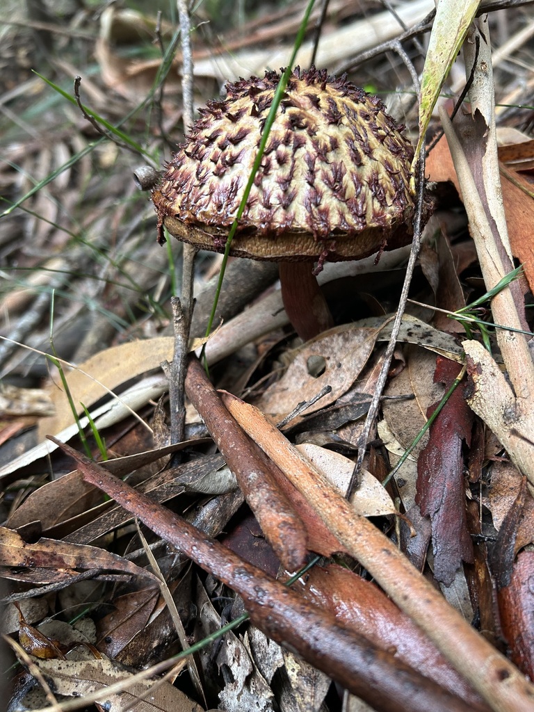Boletellus from Royal Nat'l Park NSW 2232, Australia on February 20 ...