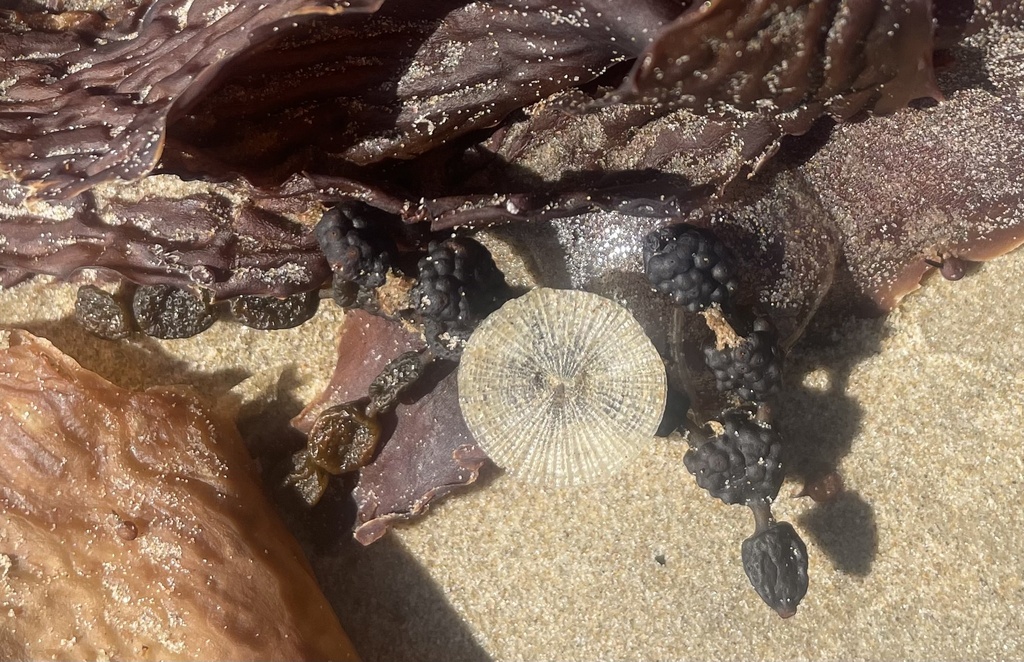 Blue Button from Corindi Beach, Arrawarra, NSW, AU on March 2, 2025 at ...