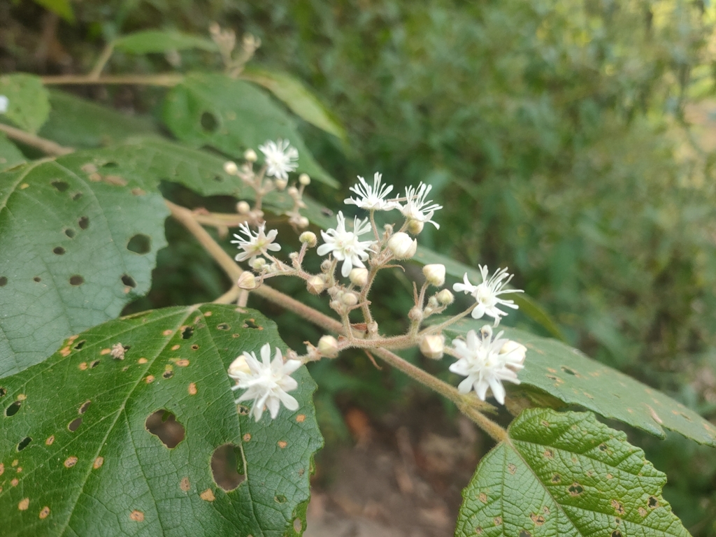 Androcalva fraseri from Upper Mangrove NSW 2250, Australia on February 27, 2025 at 08:12 AM by ...