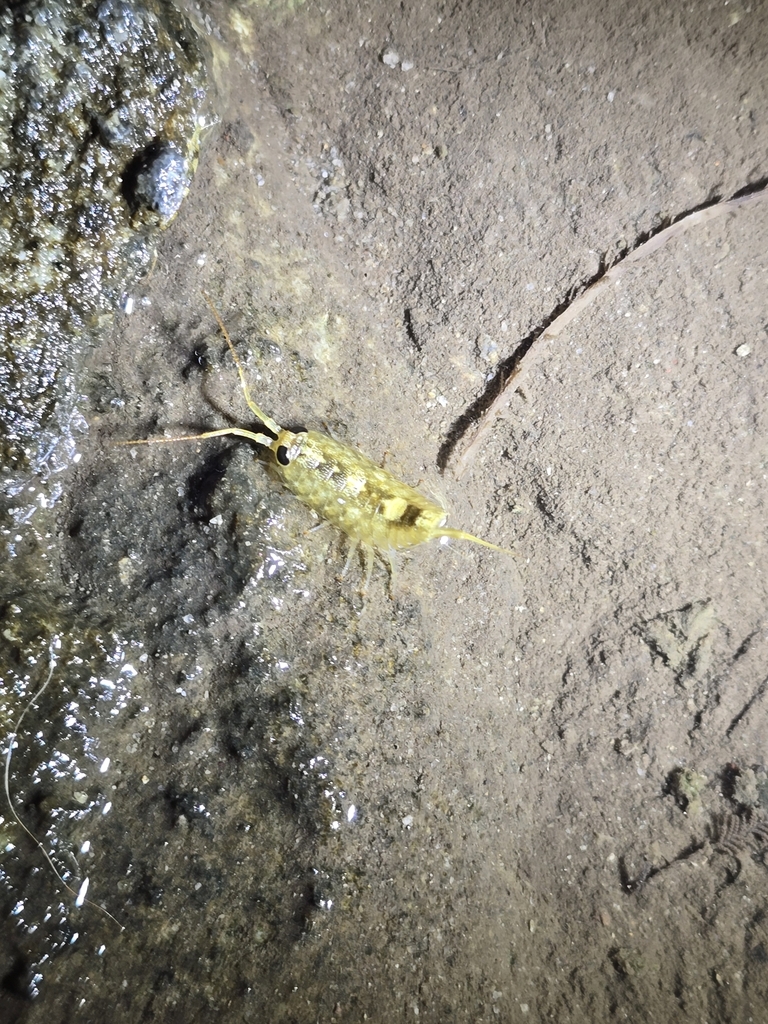 Western Sea Slater from Malibu, CA 90265, USA on March 1, 2025 at 09:01 ...