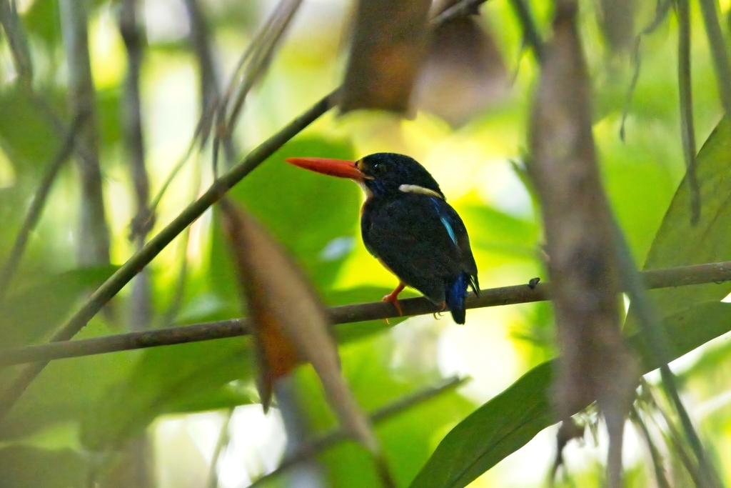 North Moluccan Dwarf-Kingfisher from East Halmahera Regency, North ...