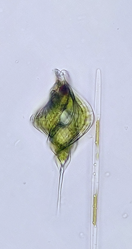 Phacus helicoides from Brisbane QLD, Australia on March 2, 2025 at 10: ...