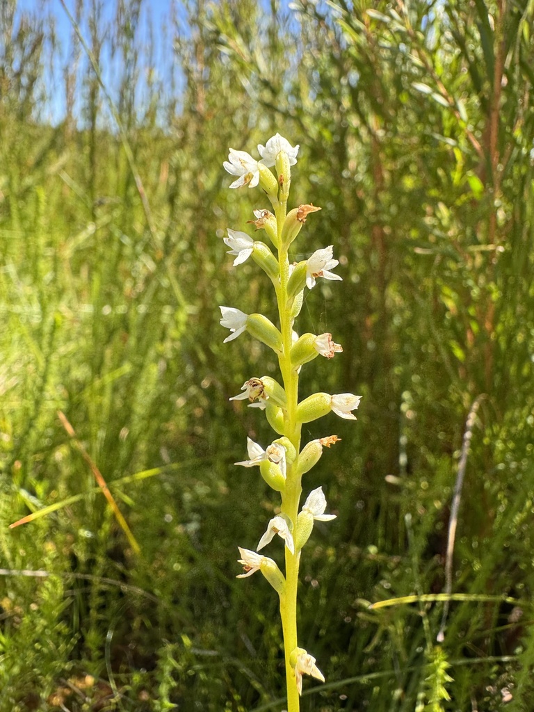 Microtis pulchella in December 2024 by Tyler Anthony · iNaturalist
