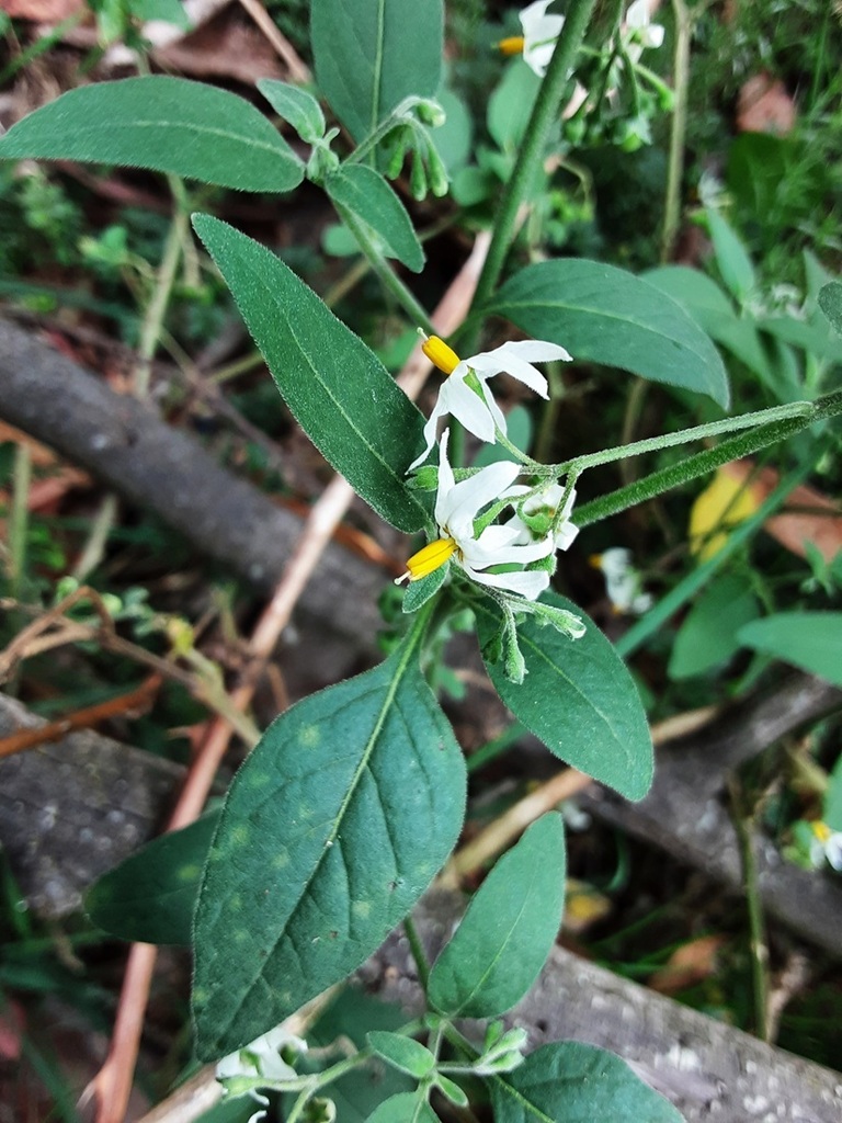 tall nightshade from Marrangaroo National Park, Wallerawang NSW 2845 ...
