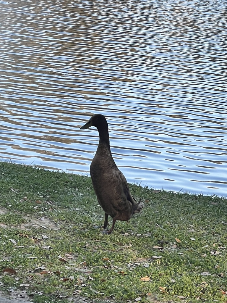 Domestic Mallard from Eastex Fwy, Houston, TX, US on March 1, 2025 at ...