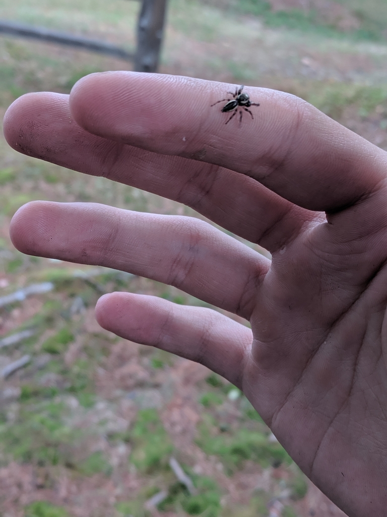 White-banded Jumping Spider from Vilas County, US-WI, US on August 5 ...