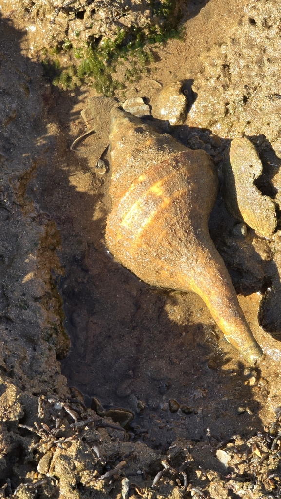 Australian Trumpet from Port Hedland WA 6721, Australia on February 16 ...