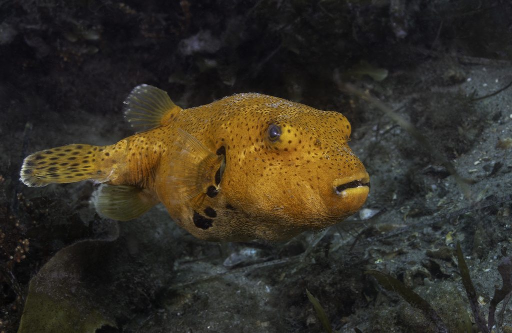 Starry Puffer from Newcastle NSW, Australia on March 2, 2025 at 01:29 ...