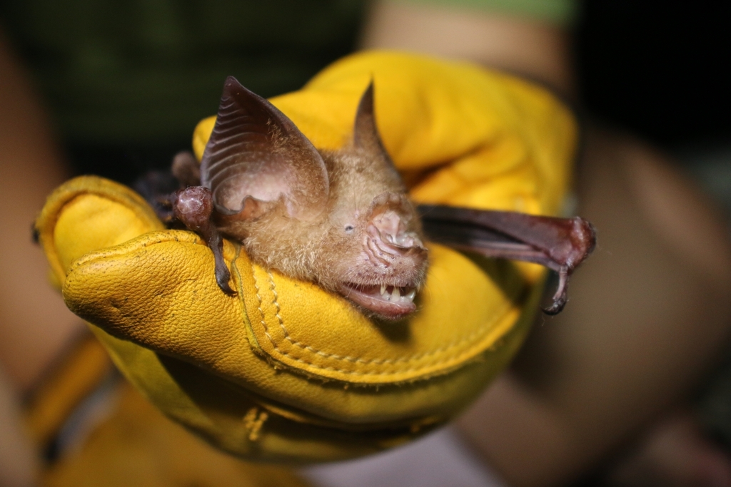 Diadem Roundleaf Bat from Borongan City, Eastern Samar, Philippines on ...