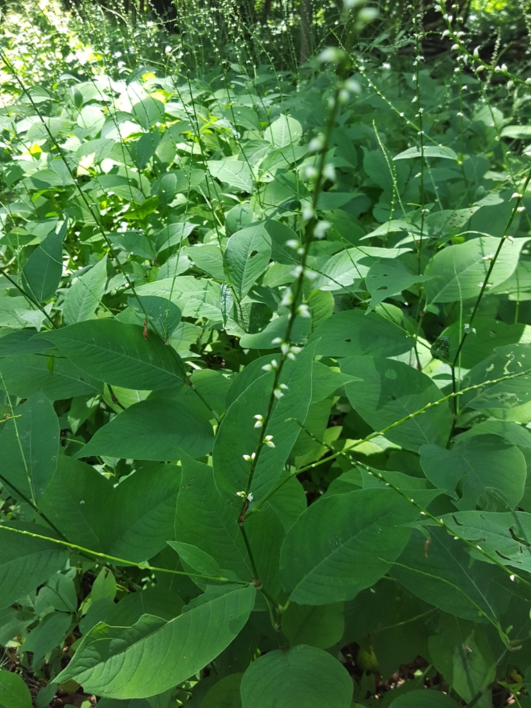 American jumpseed (Partidgeberry, Teaberry, Wintergreens, et al ...