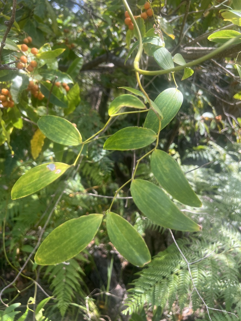 Wombat Berry from Barry Park Tk, Fingal Bay, NSW, AU on February 25 ...