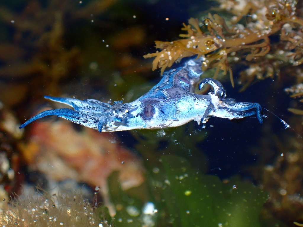 Glaucilla bennettae from Moonee NSW 2259, Australia on March 1, 2025 at ...