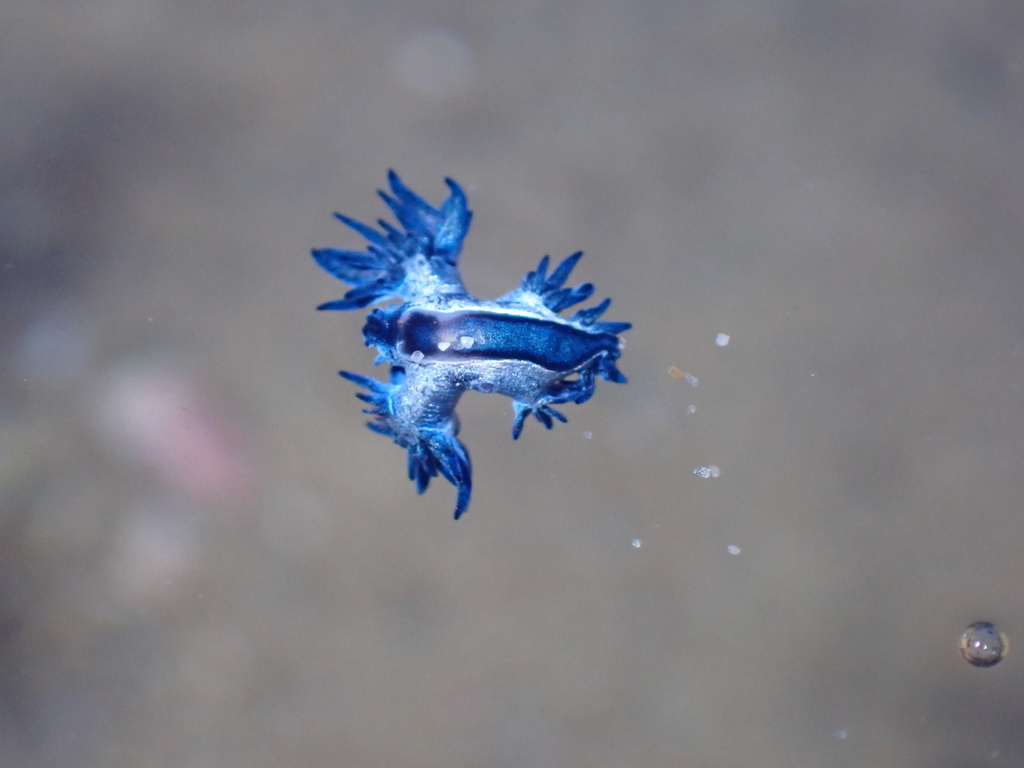 Glaucilla bennettae from Moonee NSW 2259, Australia on March 1, 2025 at ...