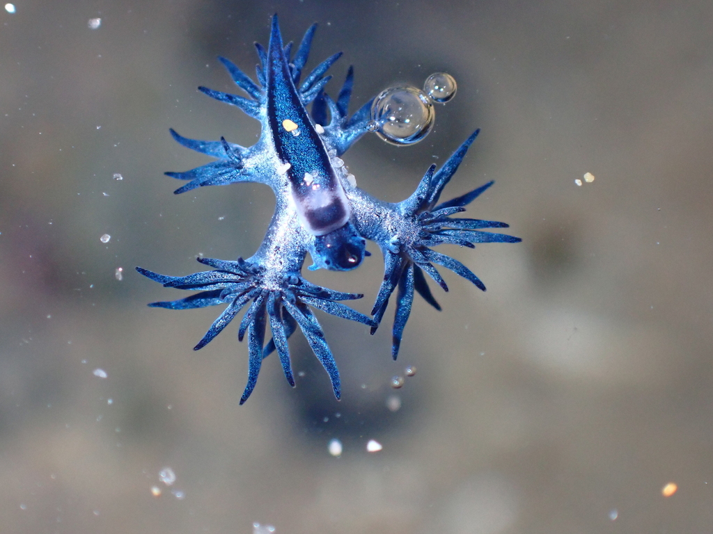 Glaucilla bennettae from Moonee NSW 2259, Australia on March 1, 2025 at ...