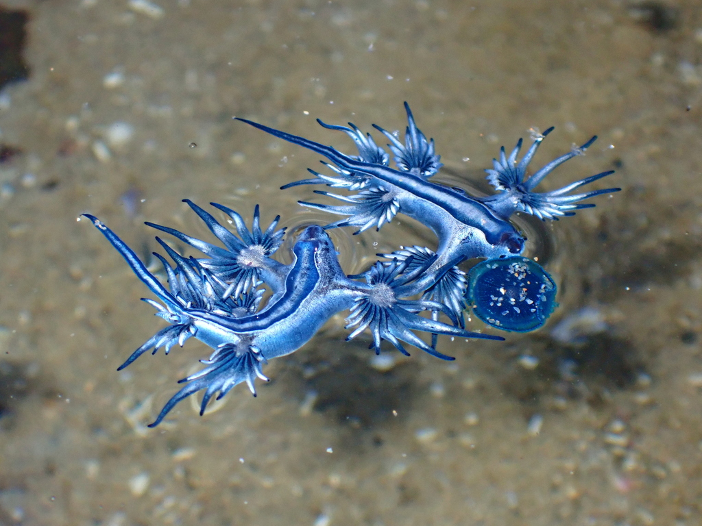 Blue Button from Moonee NSW 2259, Australia on March 1, 2025 at 06:10 ...