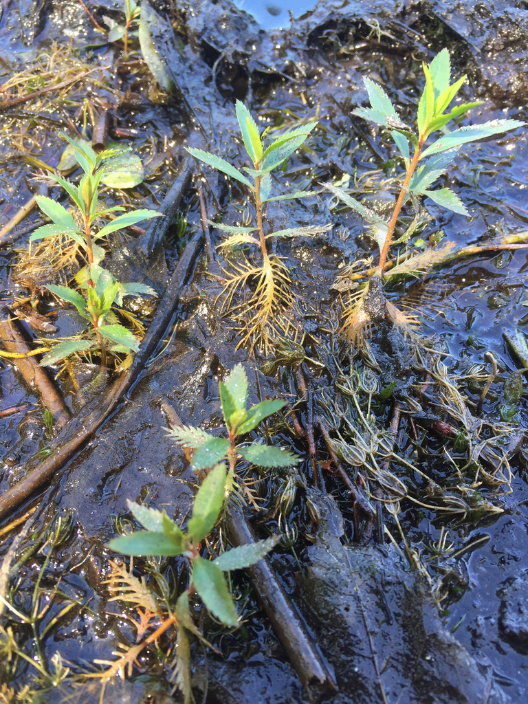marsh mermaidweed (Proserpinaca palustris) - Botanical Realm