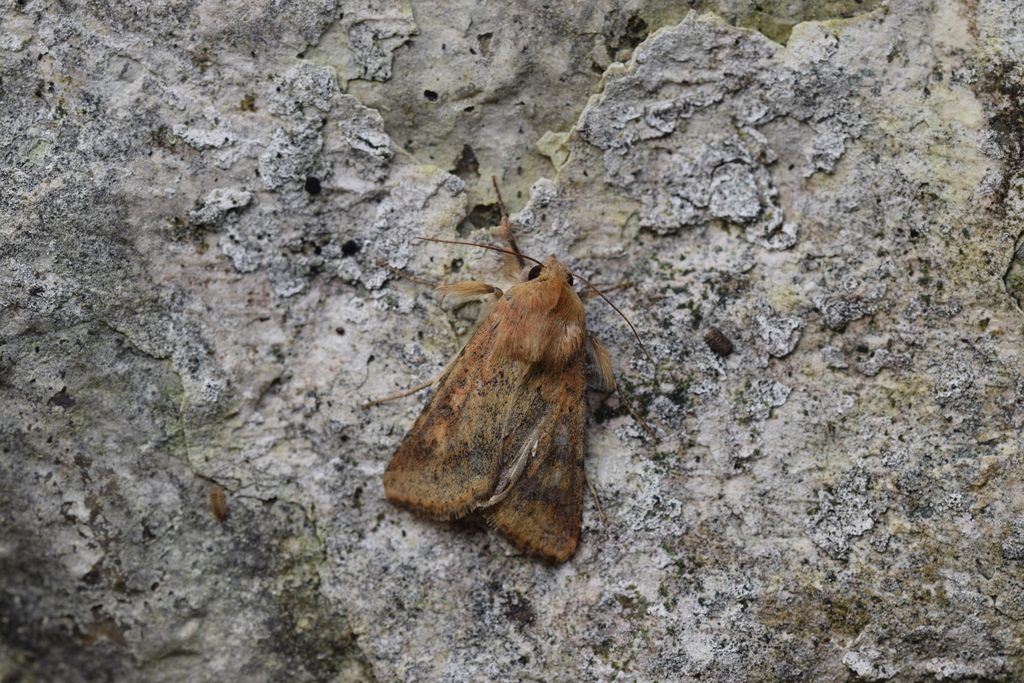Cotton Bollworm Moth from New Street, Penryn, UK on October 30, 2022 by ...