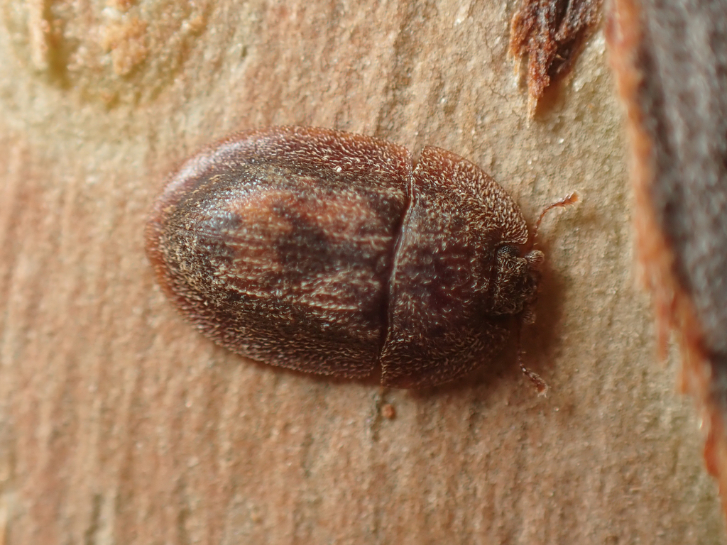 Cucujiform Beetles from Blanchetown SA 5357, Australia on March 2, 2025 ...