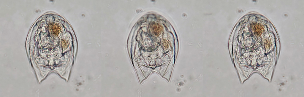 Lecane hamata from Brisbane QLD, Australia on March 2, 2025 at 10:45 AM ...