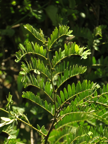 Machaerium microphyllum · iNaturalist