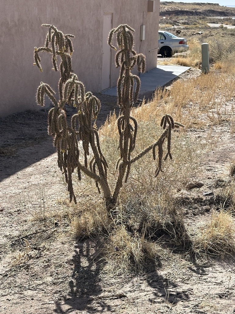 tree cholla from Petrified Forest National Park, Snowflake, AZ, US on ...