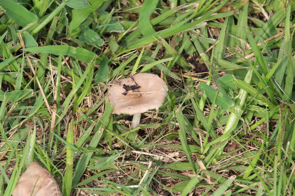 Bolbitius aleuriatus from Carletonville, 2499, South Africa on March 2 ...