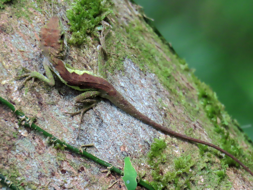 Okinawa Tree Lizard in February 2025 by 大俠 · iNaturalist