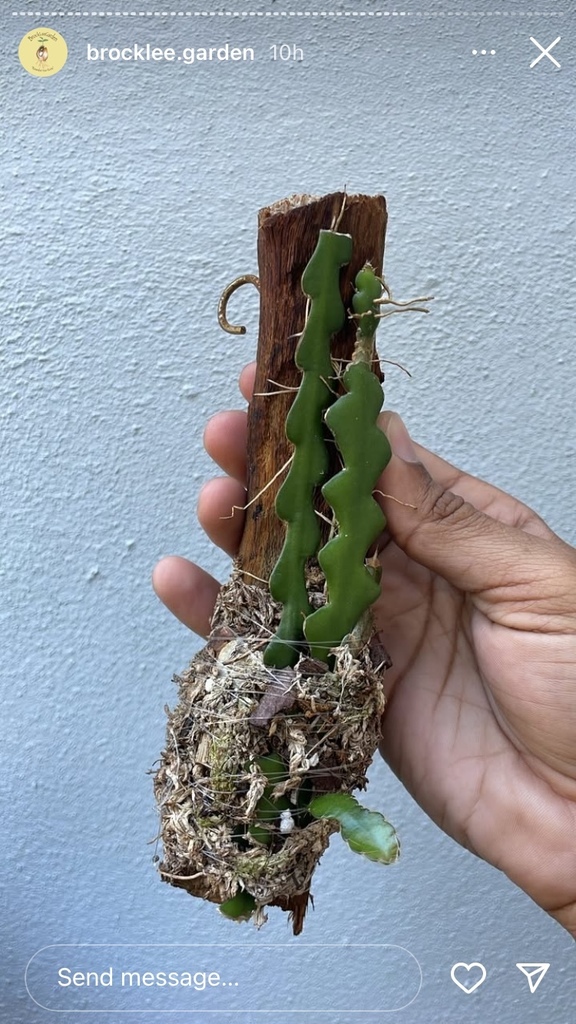 Rick Rack Cactus on February 27, 2025 at 01:38 AM by southflbutch ...