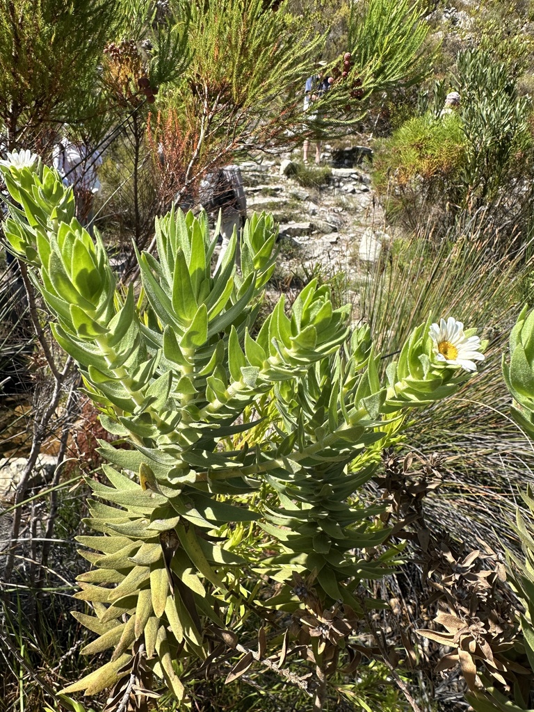 Swamp Daisy from Kleinmond, 7195, South Africa on February 26, 2025 at ...