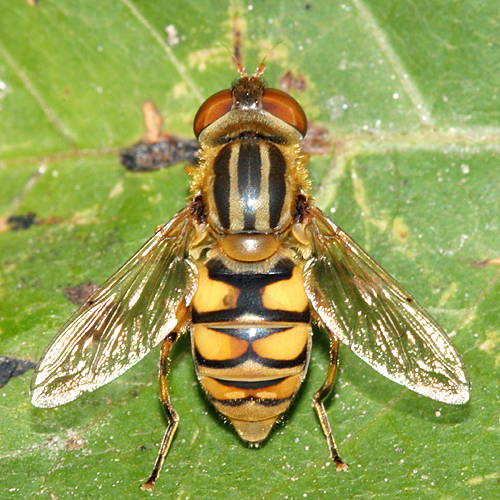 Common Bog Fly from Great Meadows, NWR, Concord, MA, USA on August 13 ...
