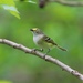 Vireos (Genus Vireo) · iNaturalist