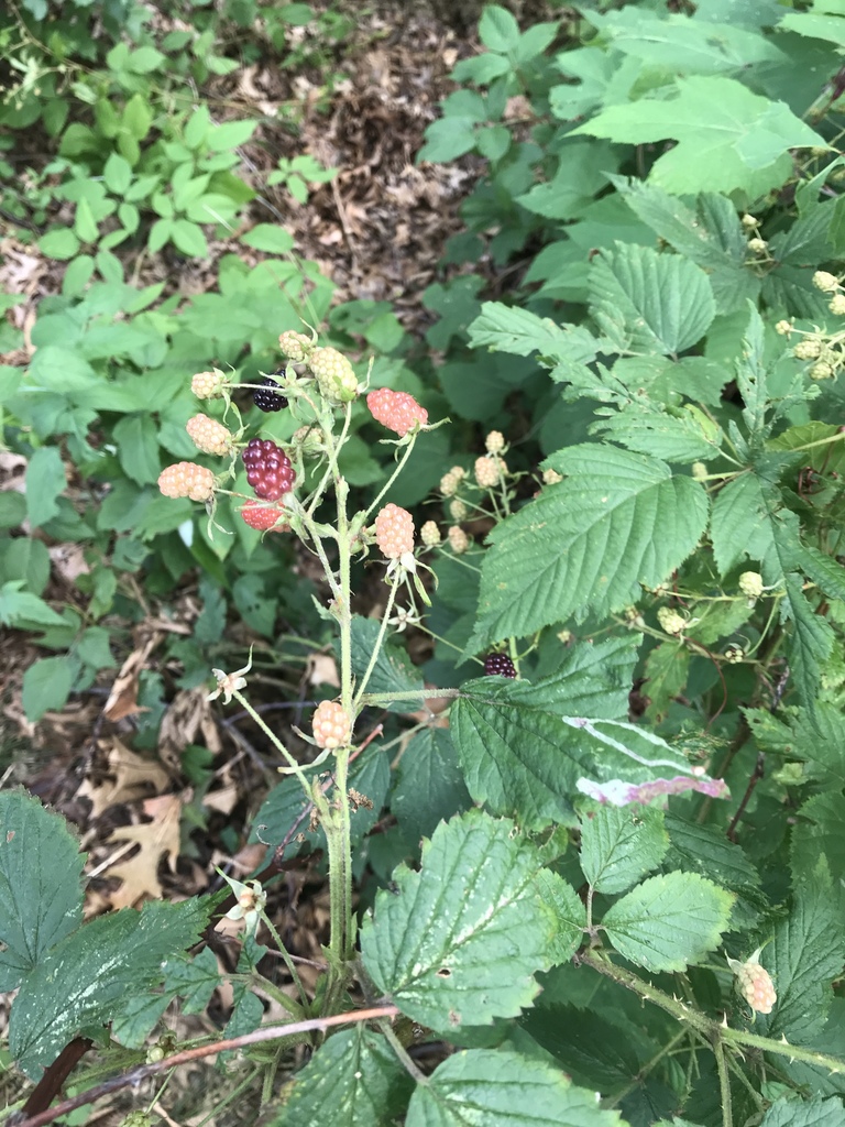 black raspberry from 17425 Red Arrow Hwy, New Buffalo, MI, US on August ...