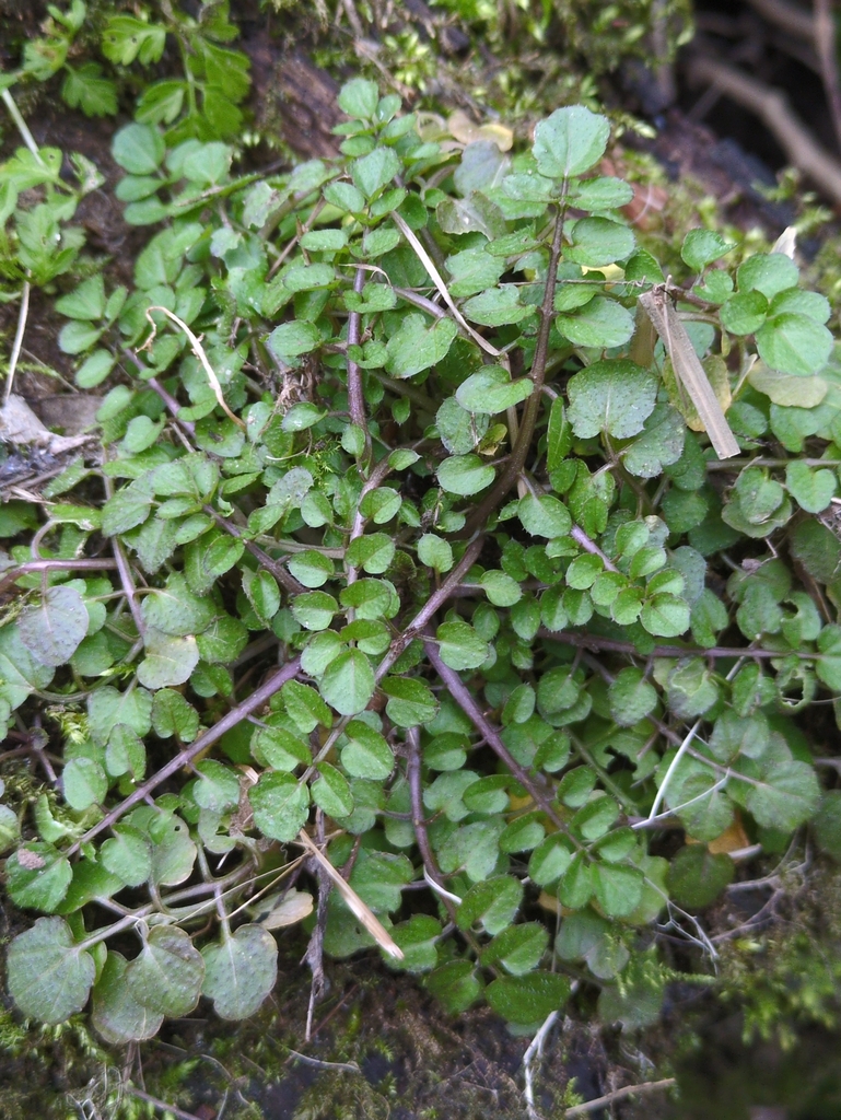 Bittercresses and Toothworts from Knaresborough, UK on 02 March, 2025 ...