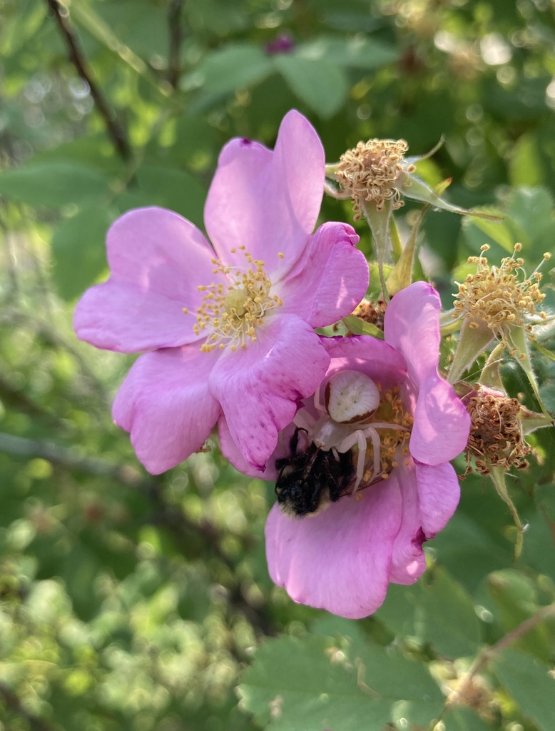 Goldenrod Crab Spider from Southeast Calgary, Calgary, AB, Canada on July 10, 2024 at 05:04 PM ...