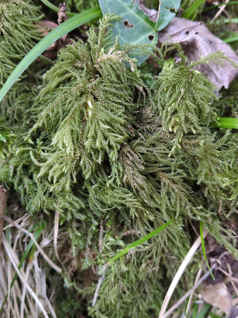 Fox-tail Feather-moss from Knaresborough, UK on 02 March, 2025 at 03:49 ...