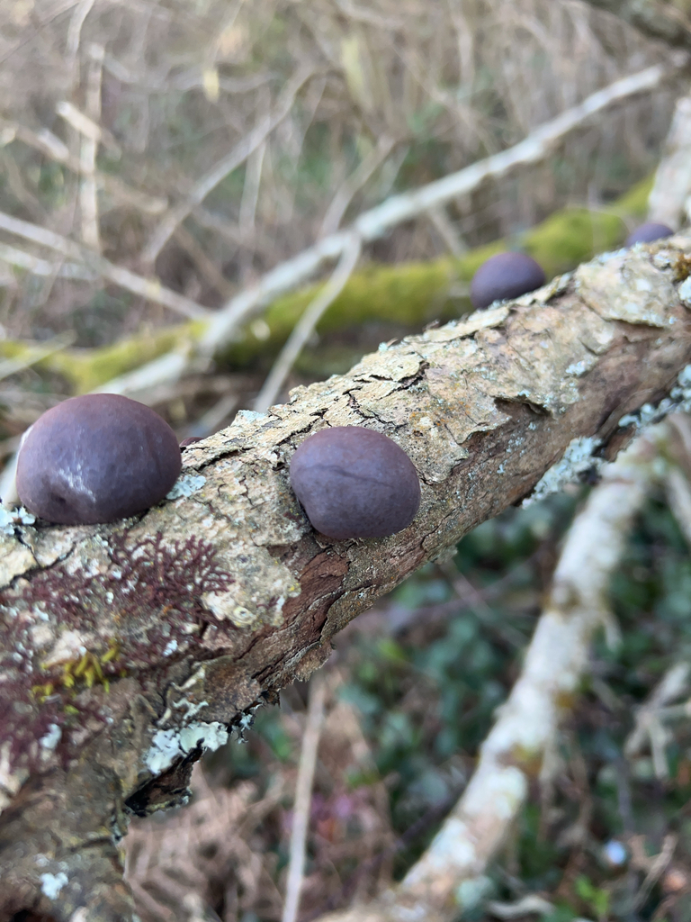 King Alfred's Cakes from Liss on March 2, 2025 at 05:00 PM by Ben Lind ...