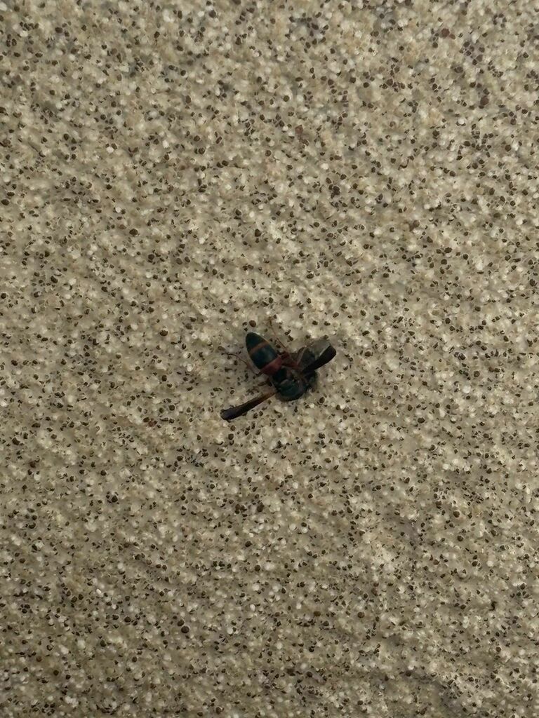 Pachodynerus from 12402 USF Myrtle Dr, Tampa, FL 33620, USA on March 01 ...