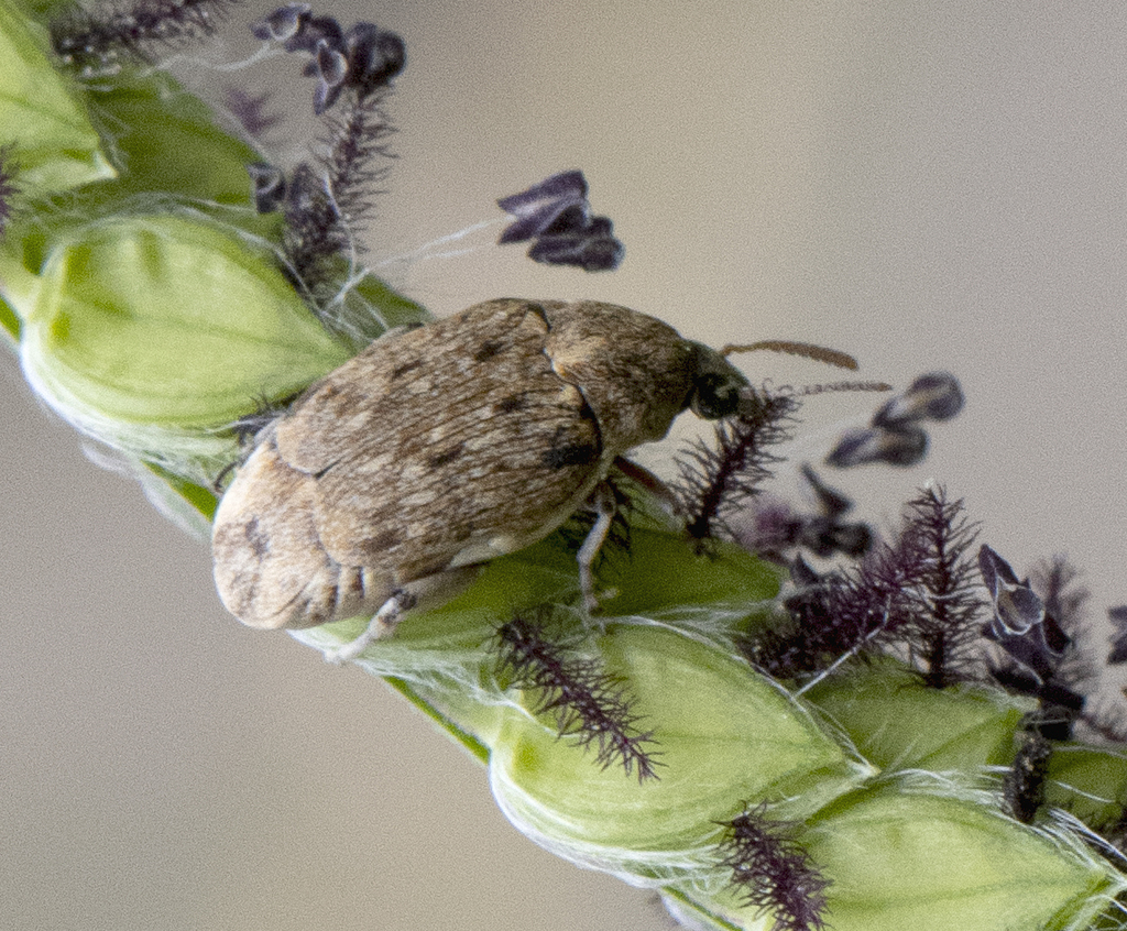 Bean Weevil from Silver Lakes Golf Estate, 0054, Suid-Afrika on March ...