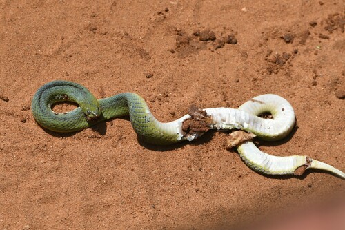 Night Adders (Causus) - Snakes and Lizards