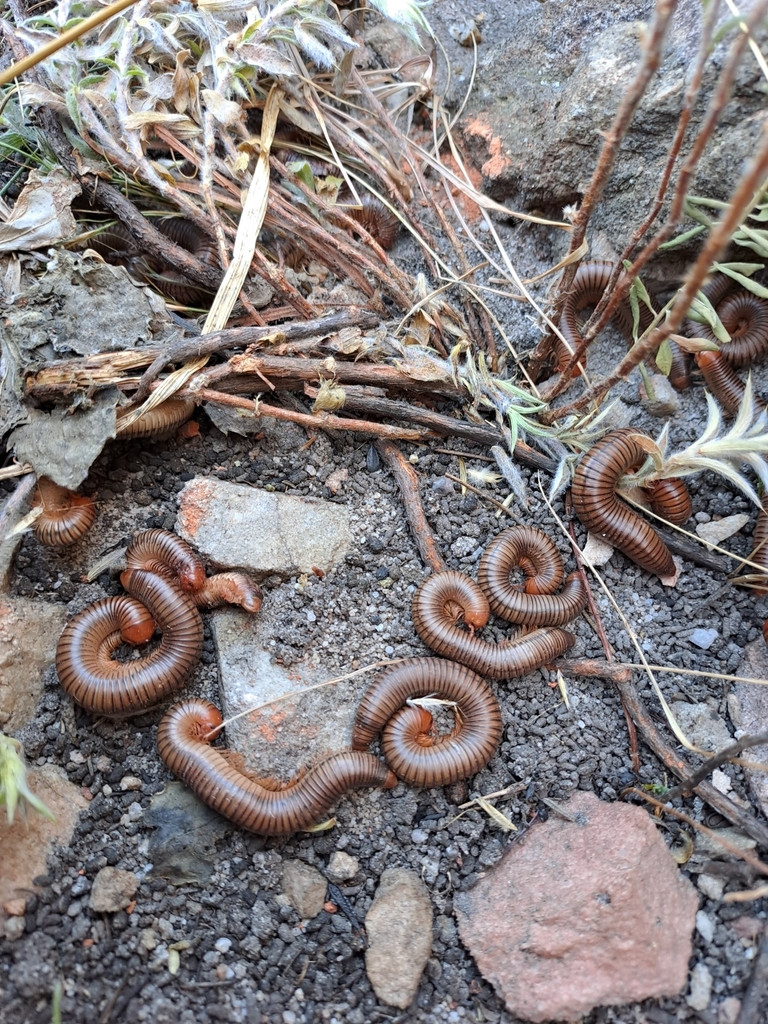 Flatplate Millipedes from Cape Winelands, ZA-WC, ZA on March 2, 2025 at ...