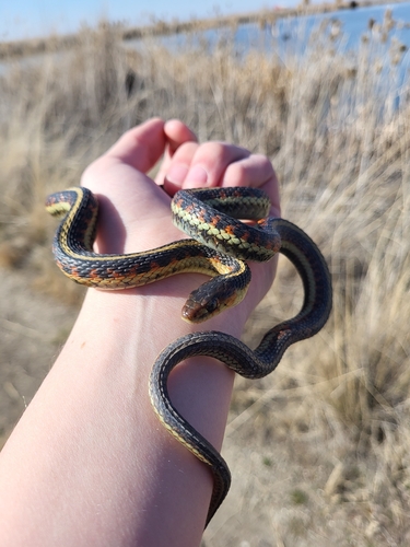 Valley Garter Snake (Thamnophis sirtalis fitchi) - Snakes and Lizards