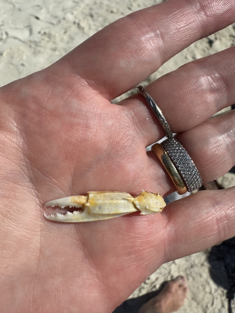 Speckled Swimming Crab from Bahia Honda State Park, Big Pine Key, FL ...
