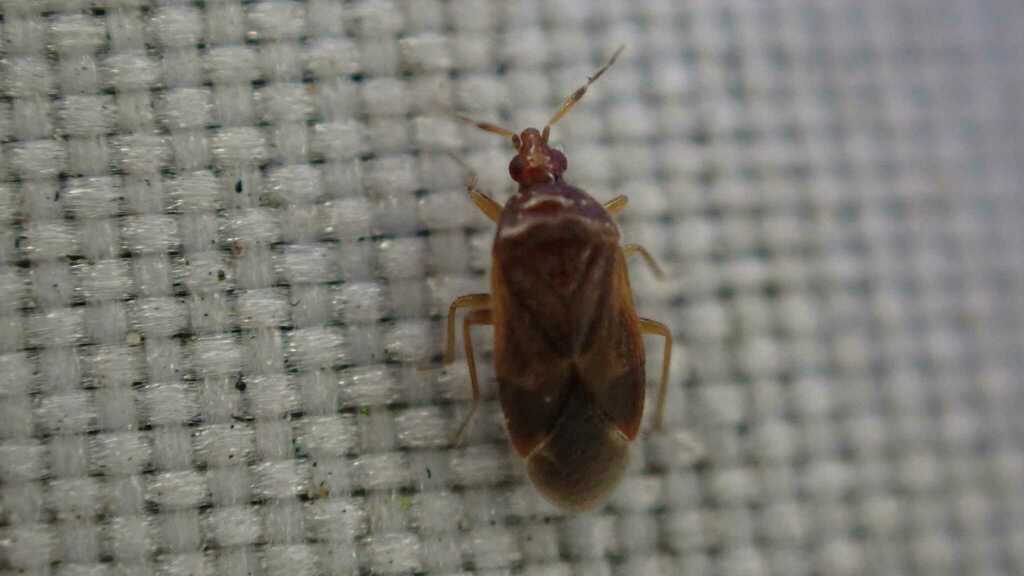 Cardiastethus fasciiventris from Berlin-Bezirk Pankow, Deutschland on ...