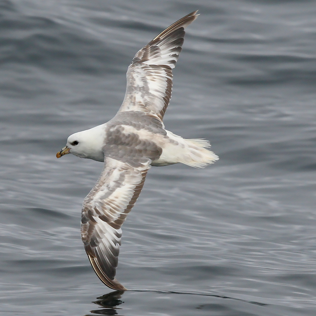 Northern Fulmar from Amchitka Pass on August 07, 2013 at 08:44 PM by ...