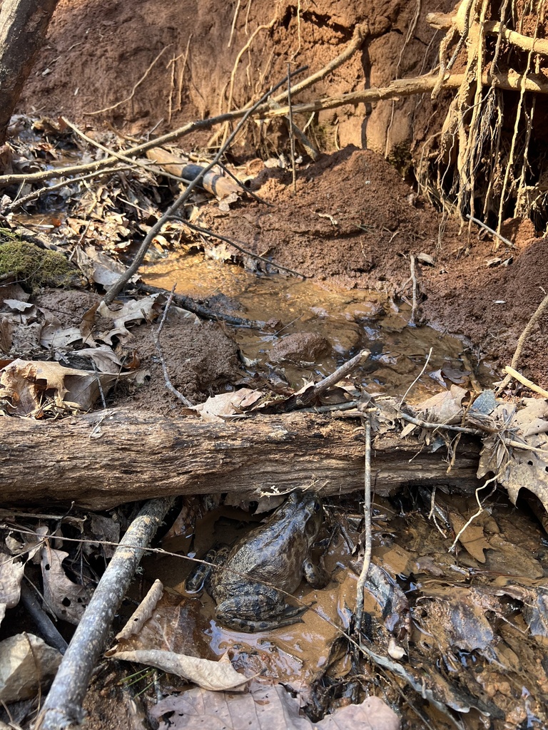 American Bullfrog from Vogel State Park, Blairsville, GA, US on March ...