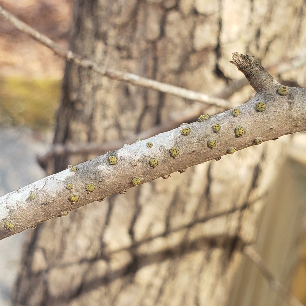 Kiwi Bubbles from Clayton, NC 27520, USA on March 2, 2025 at 01:01 PM ...