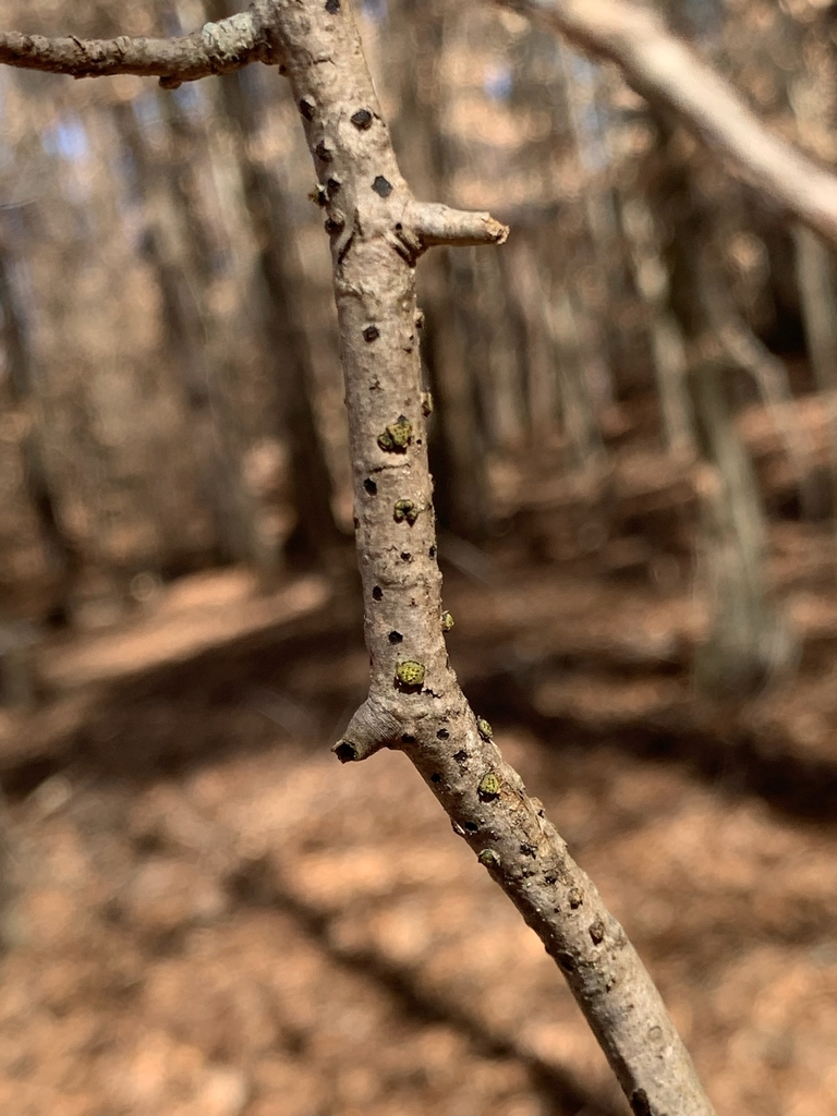 Kiwi Bubbles from clayton nc on March 2, 2025 by Mike Mulqueen ...