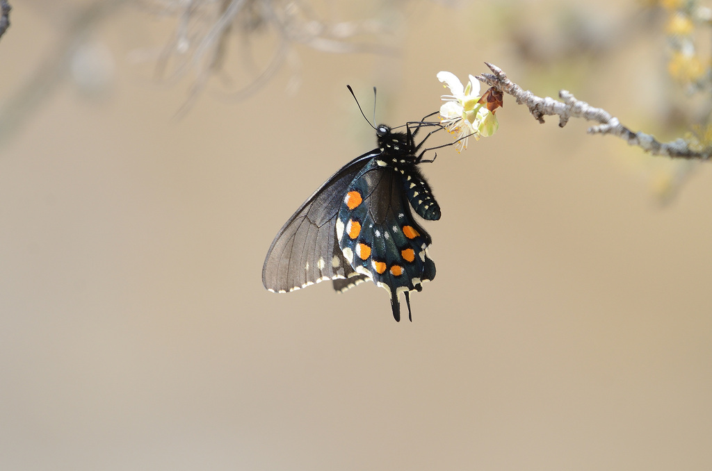 Pipevine Swallowtail from Kendall County, TX, USA on March 2, 2025 at ...